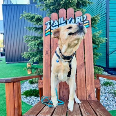 XXL Bright color -Stained Wooden Chair - 72" or 84" with Customizable ...